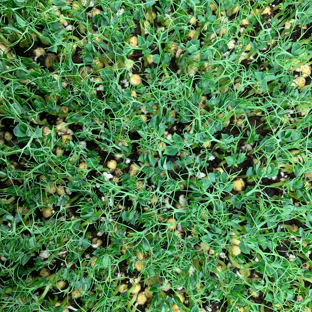 Pea - Afila Tendril – Matunuck Microgreens