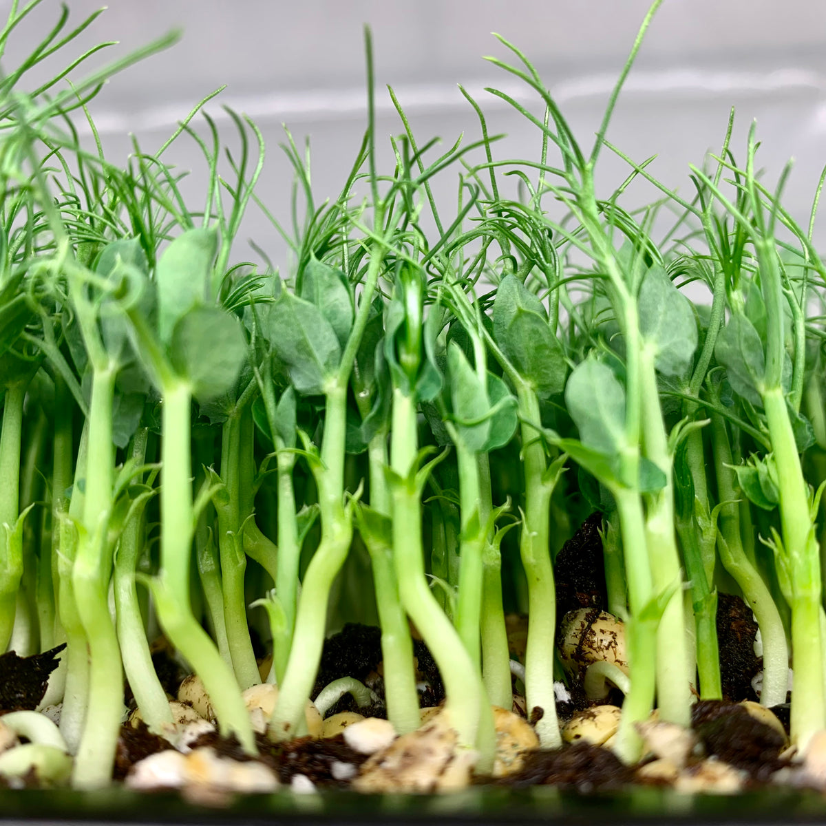 Pea - Afila Tendril – Matunuck Microgreens